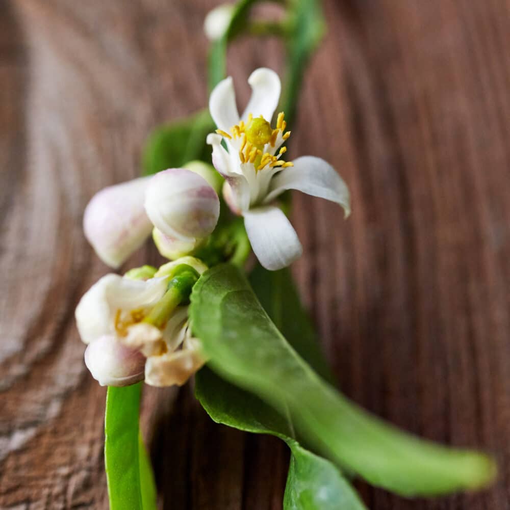 Sun Body Oil | Laurel Skin